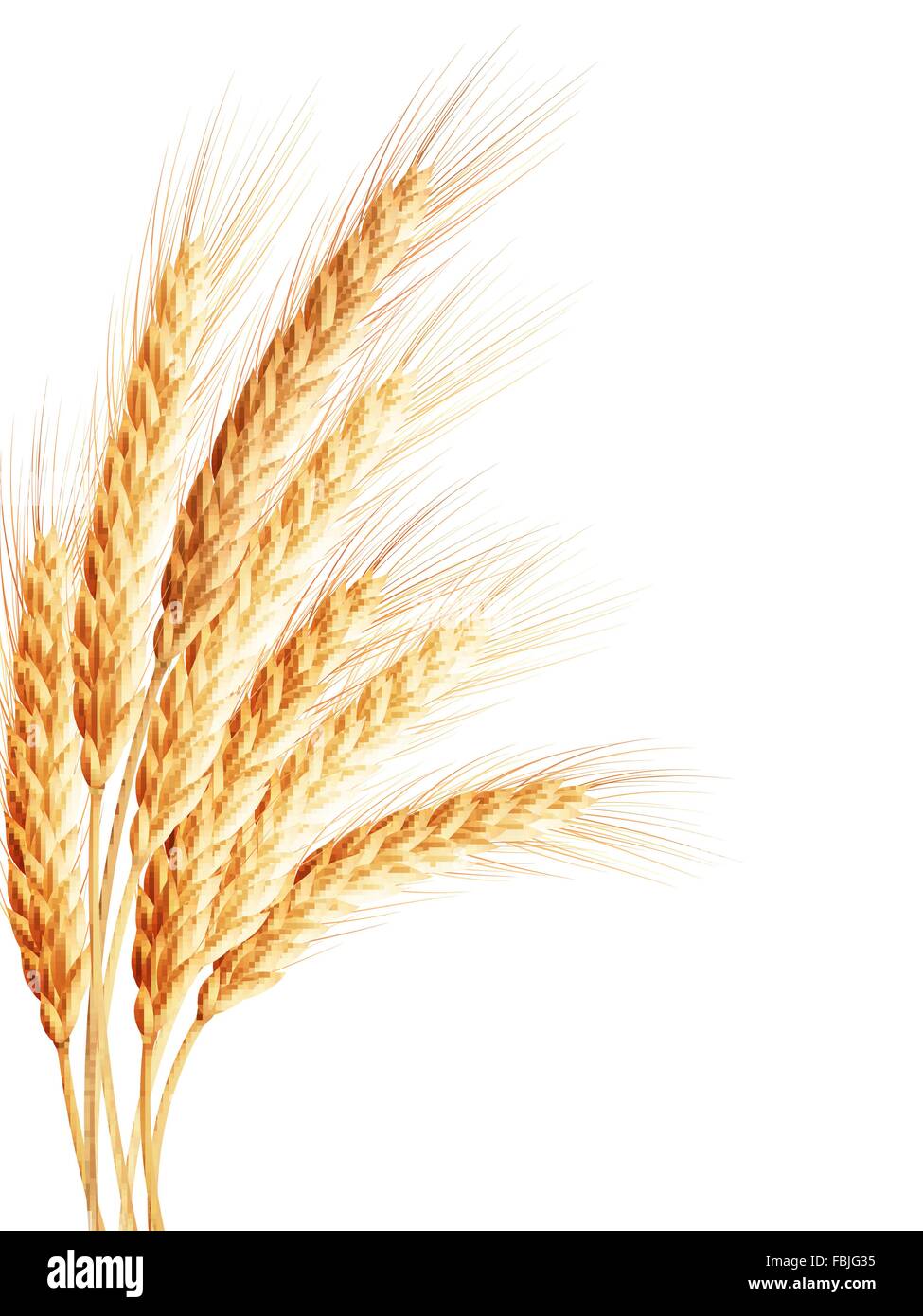 Cereal grain plant isolated Stock Vector Images - Alamy