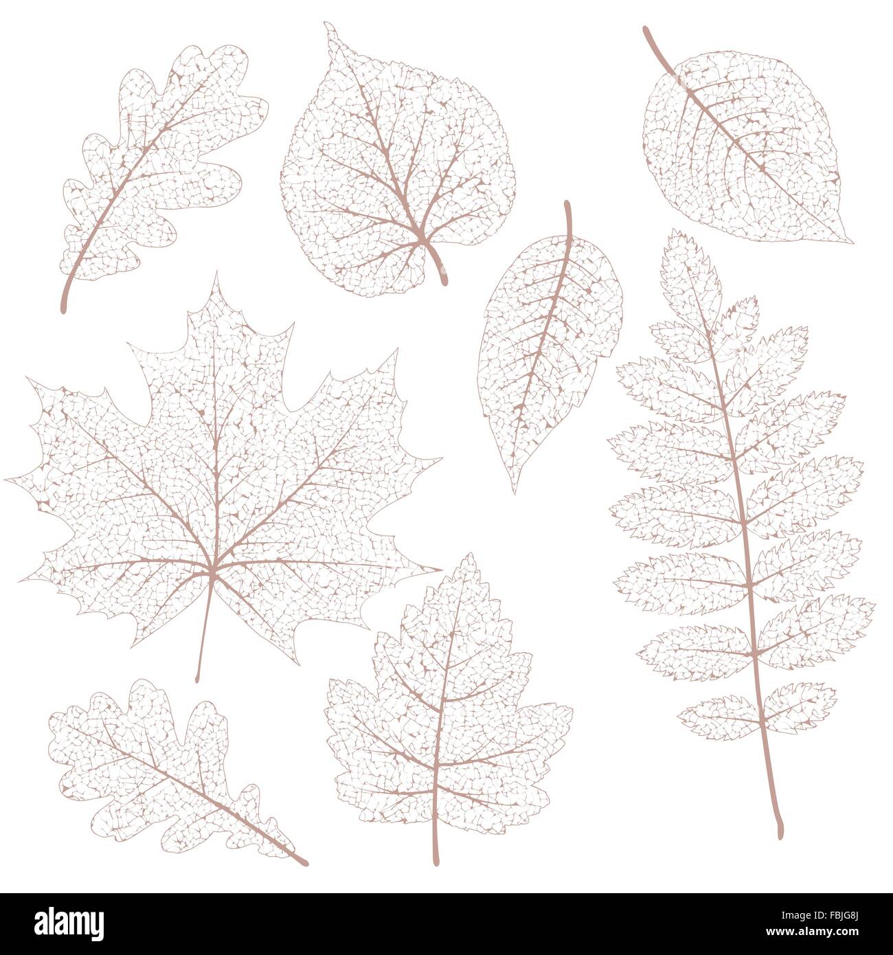 Background dried herbs Stock Vector Images - Alamy