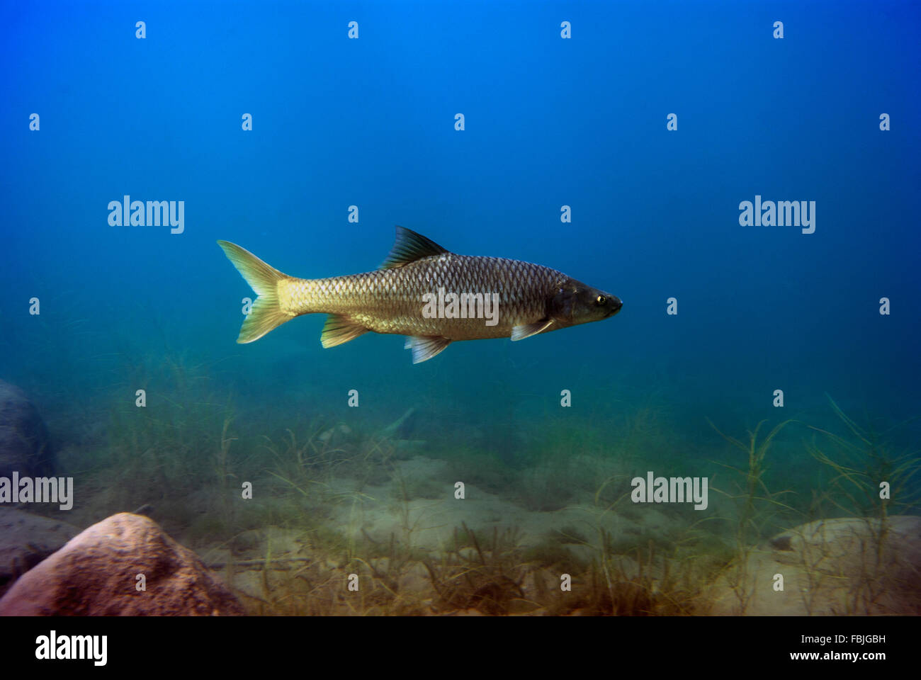 Blue Water Yellowfish Stock Photo - Alamy