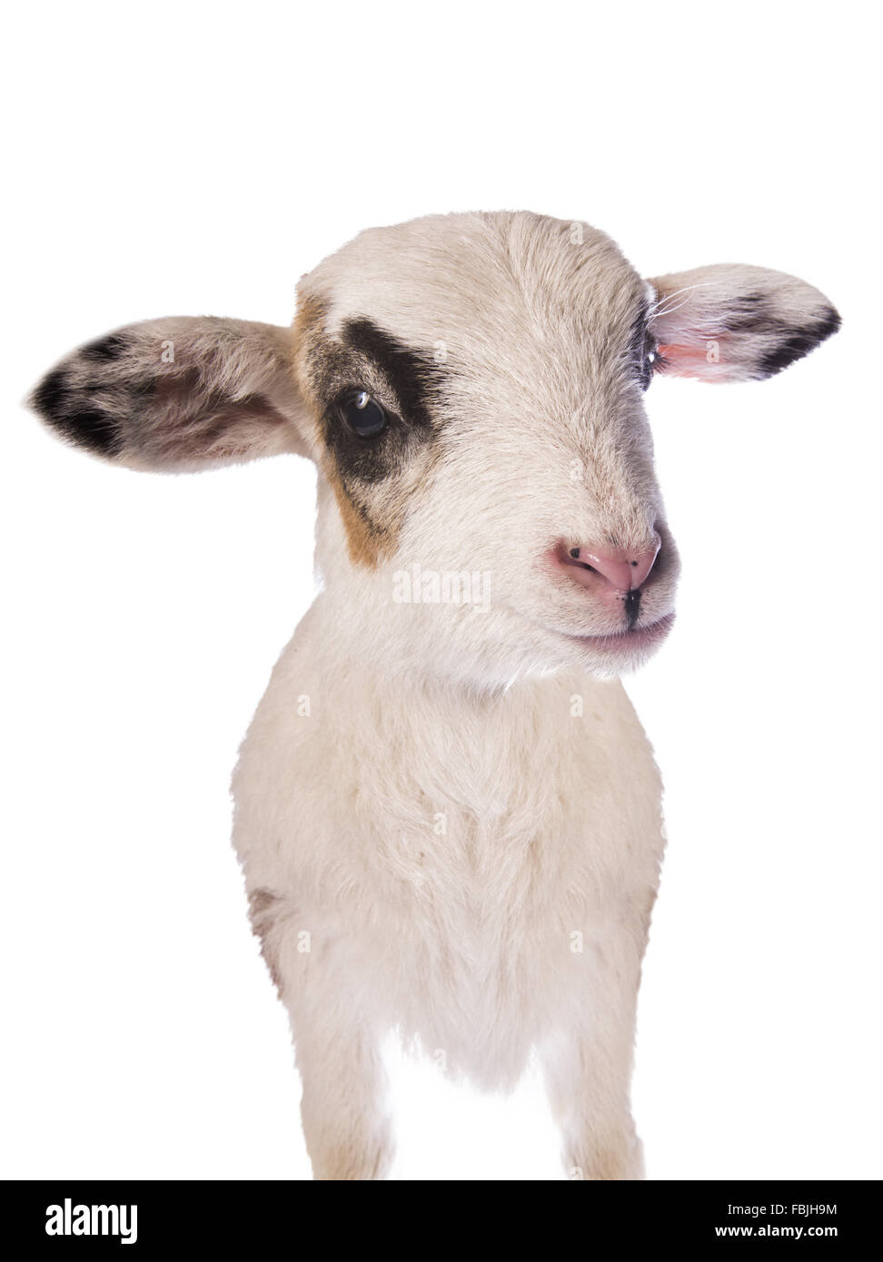 Cute smiling baby lamb isolated on white background Stock Photo - Alamy