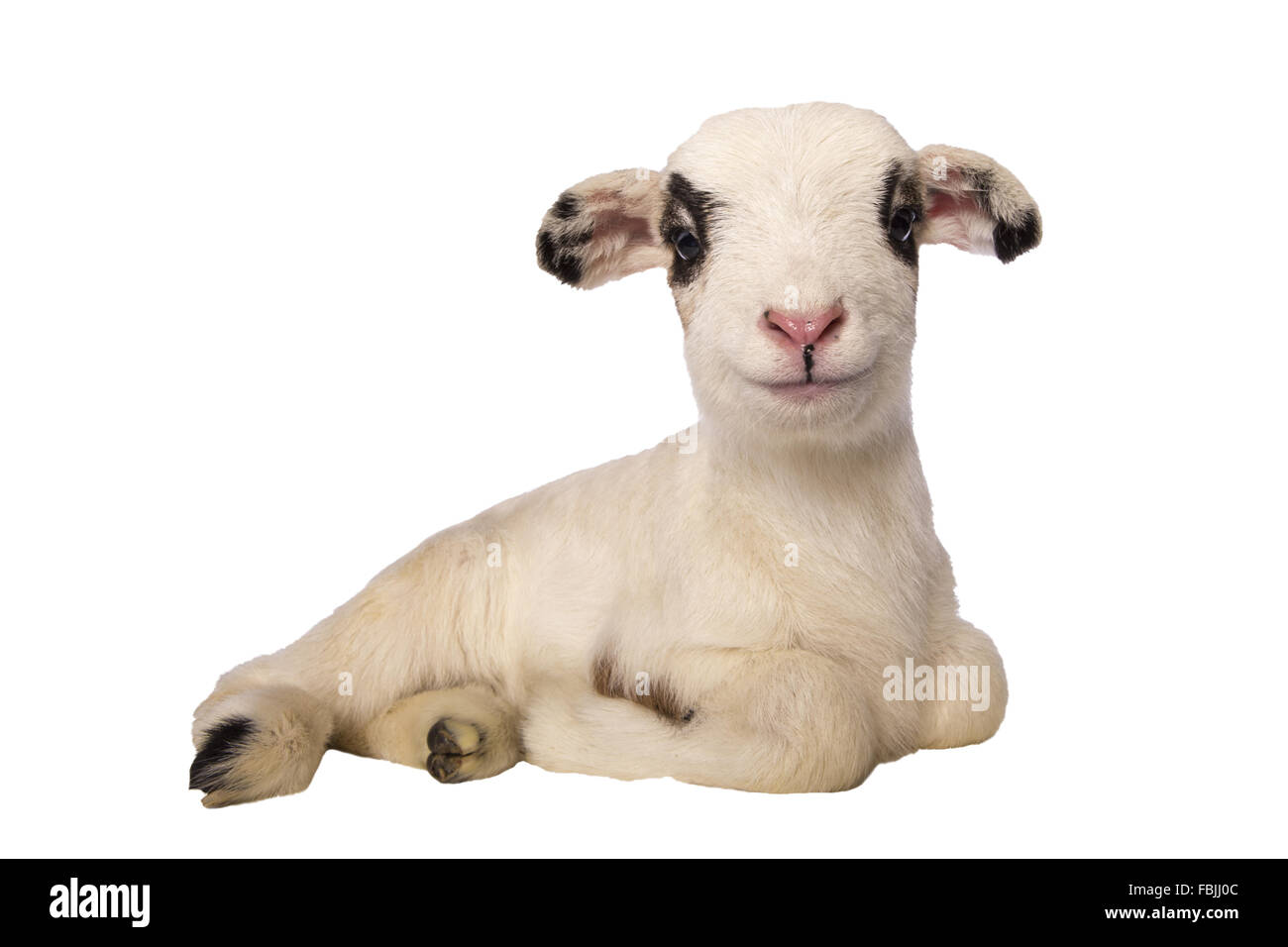 Lamb lying down hi-res stock photography and images - Alamy