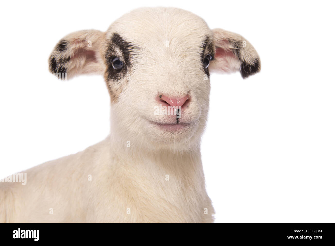 Cute little spotted lamb head shot isolated on white background Stock ...