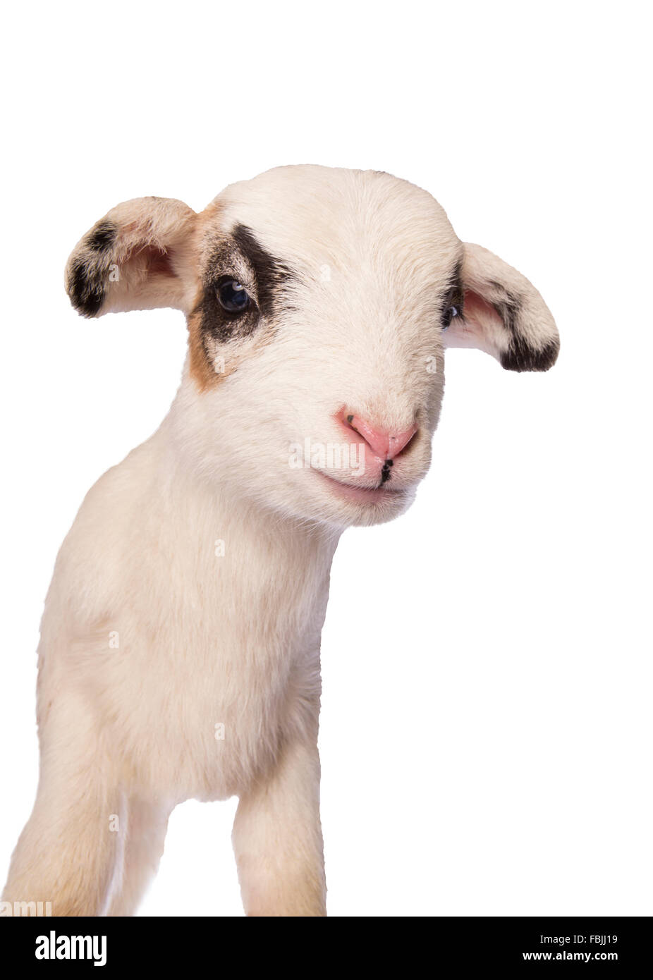 Cute little spotted lamb isolated on white background Stock Photo - Alamy