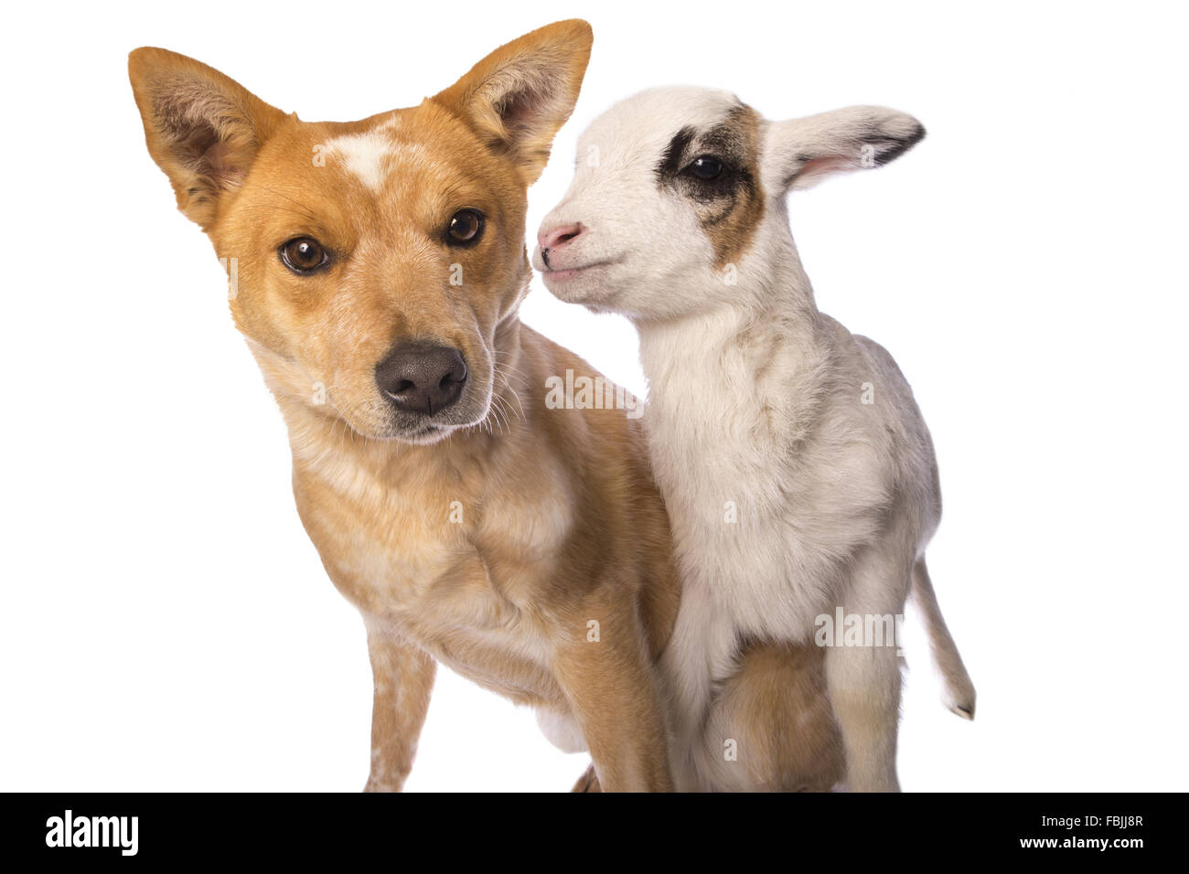 Australian Cattle dog and baby lamb isolated on white background Stock ...
