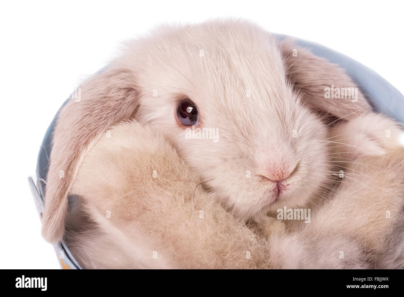 White Mini Lop bunny rabbit upside down in a basket showing paws ...