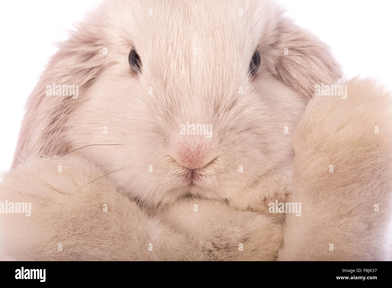 White Mini Lop bunny rabbit close up of face and paws isolated on whte ...