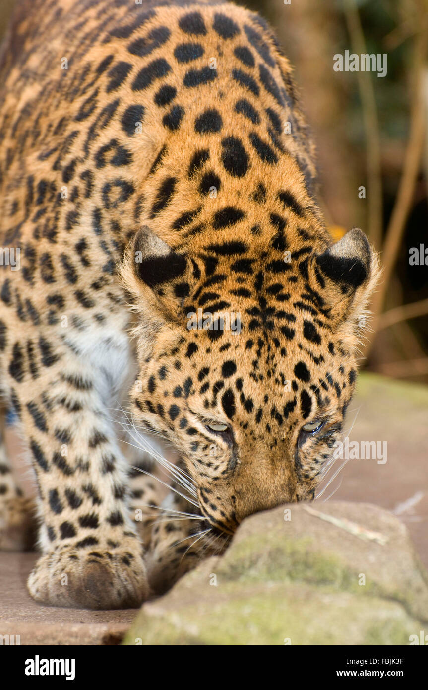 Amur leopard (Panthera pardus), Oregon Zoo, Washington Park, Portland ...