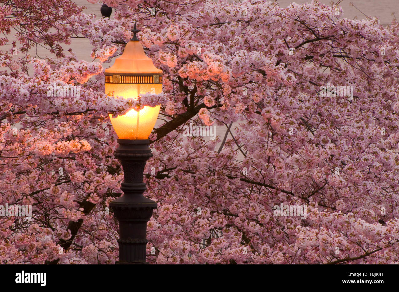 Cherry bloom with lamp, Tom McCall Waterfront Park, Portland, Oregon ...