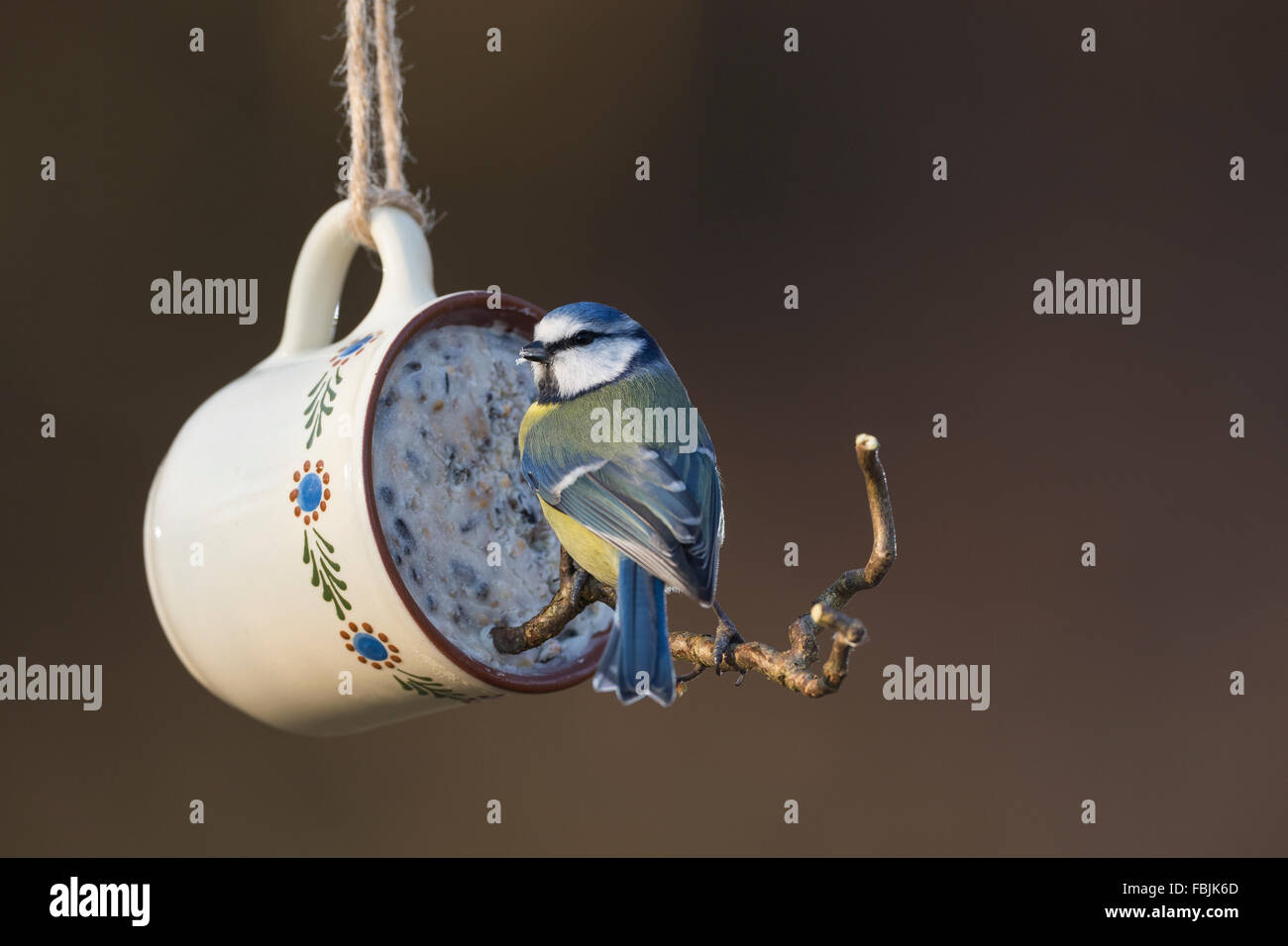 Blue tit, bird's feeding, Blaumeise, Vogelfutter, Vogelfütterung ...