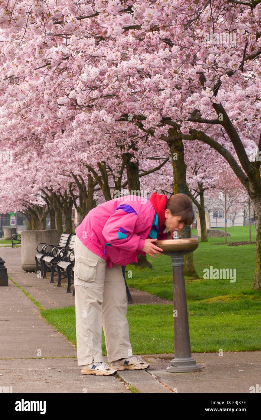 Cherry tree bloom with bubbler (drinking fountain), Tom McCall ...