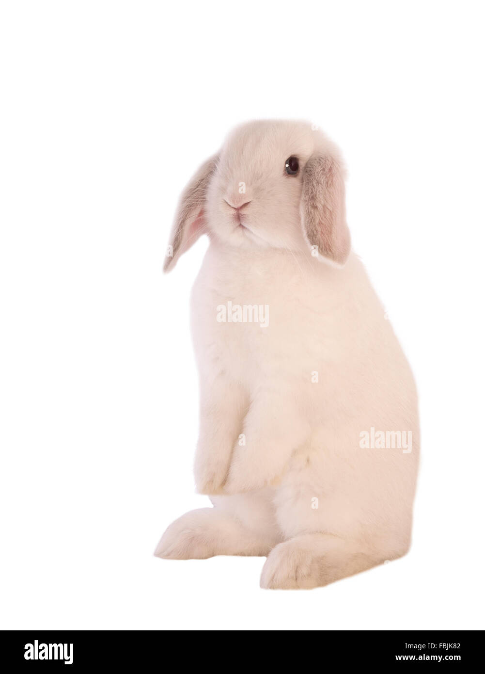 Lop bunny sitting up hi-res stock photography and images - Alamy