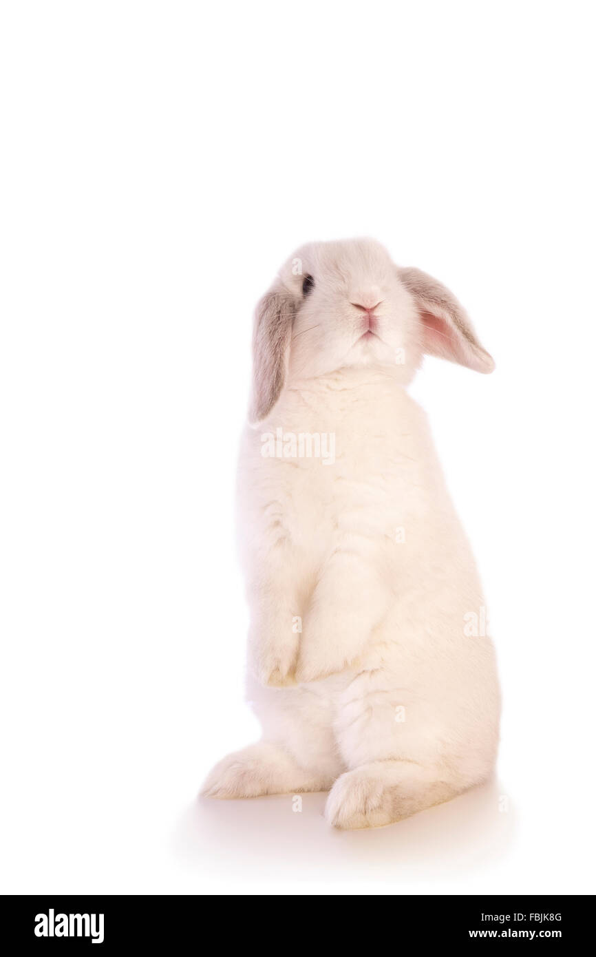 White lop ear rabbit sitting straight up on back legs and looking to ...