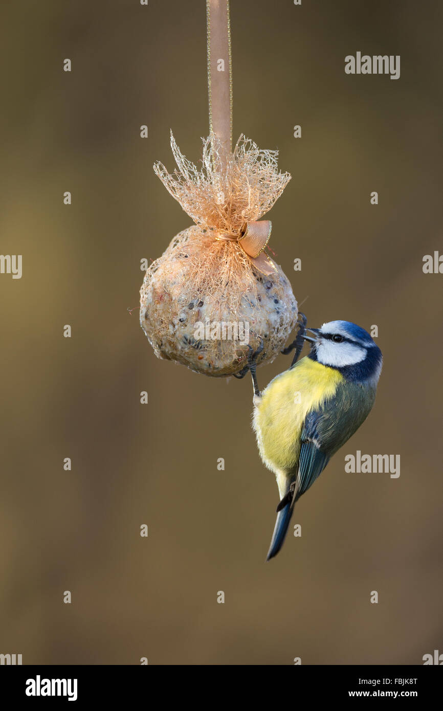 Blue tit, bird's feeding, Blaumeise, Vogelfutter, Vogelfütterung ...