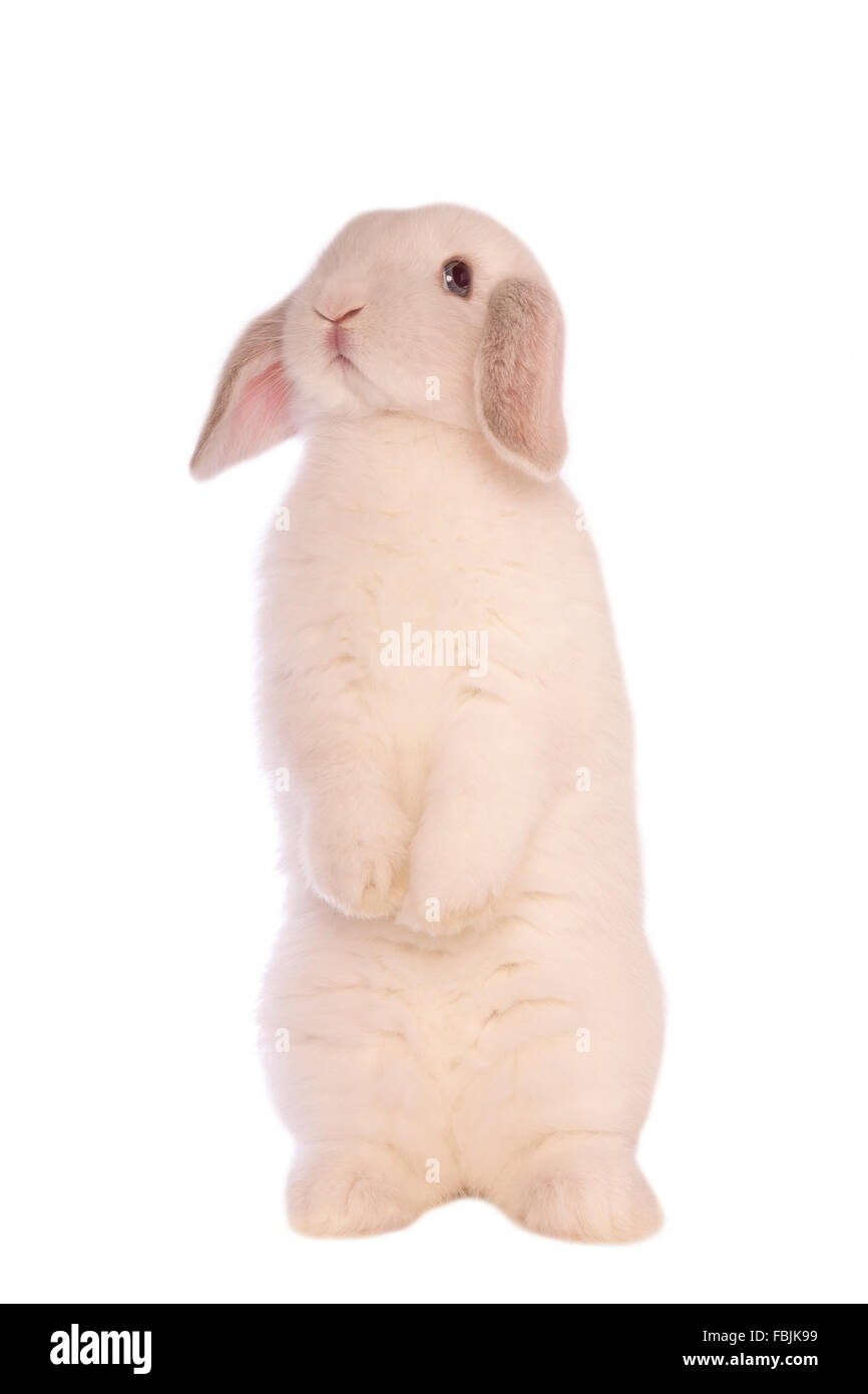 White Mini lop bunny rabbit standing up and looking down isolated on ...