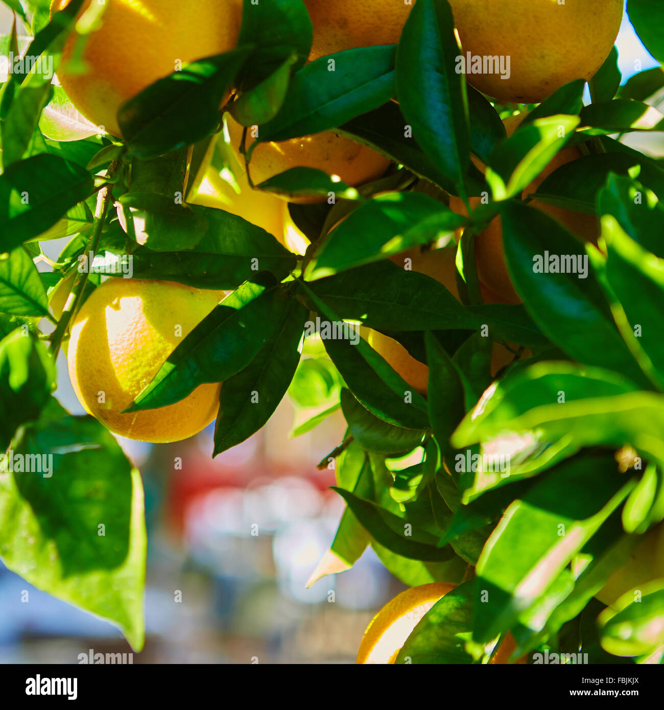 The orange tree Stock Photo - Alamy