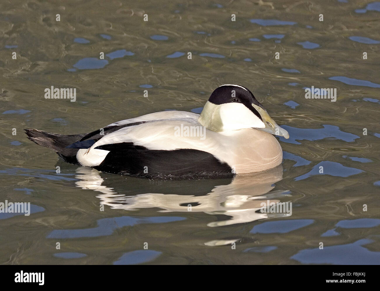 drake swimming. Breeds Iceland, British Isles, Scandanavia mainly ...