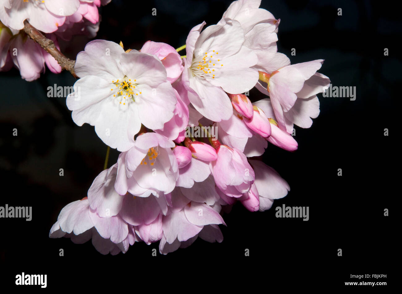 Cherry bloom, Tom McCall Waterfront Park, Portland, Oregon Stock Photo ...