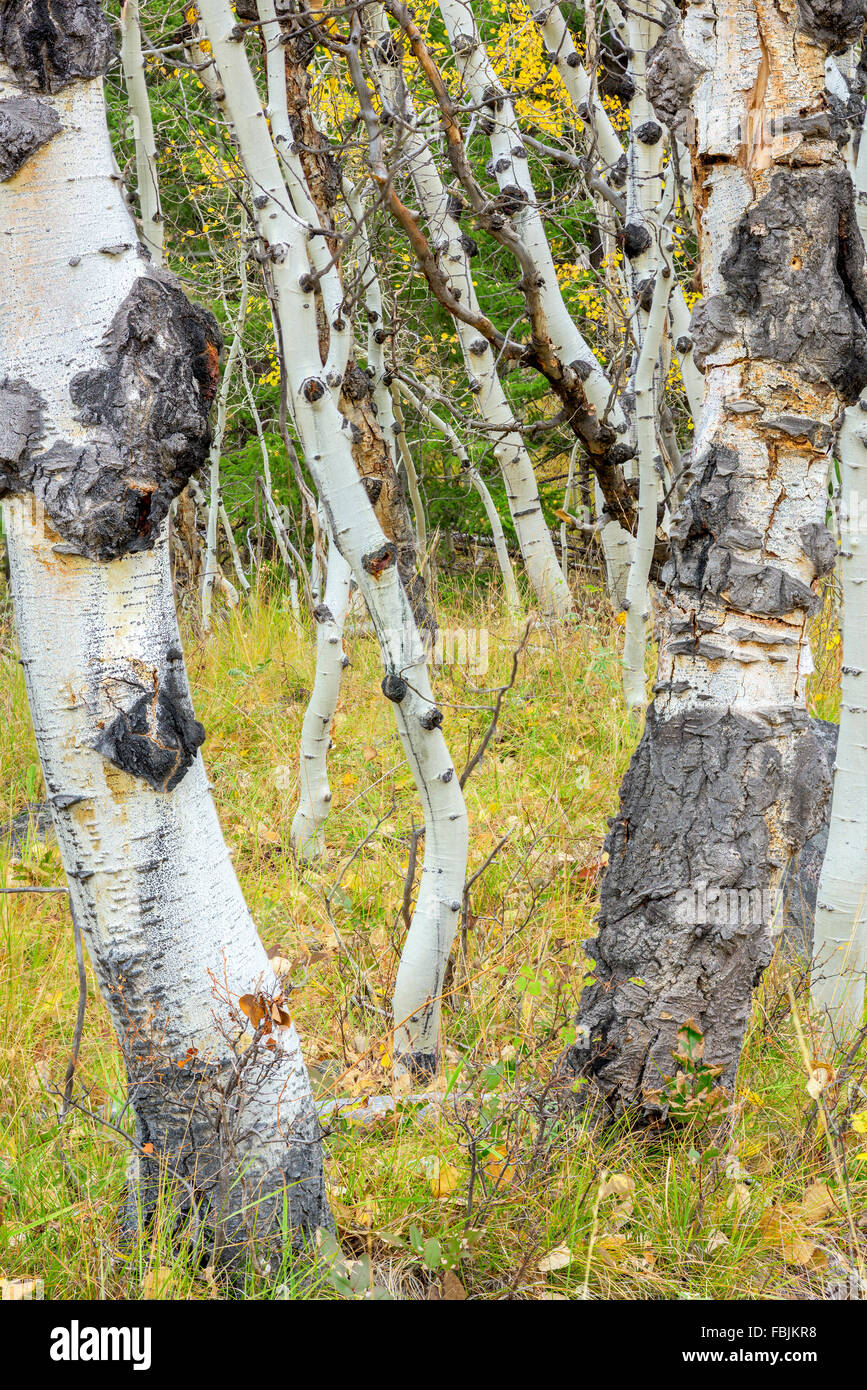 knurl Aspen trees with heavy bark and growths Stock Photo - Alamy