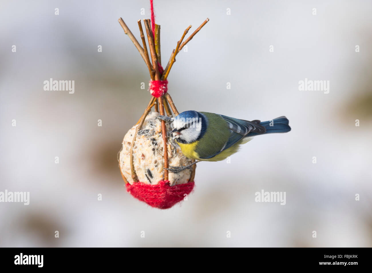 Blue tit, bird's feeding, Blaumeise, Vogelfutter, Vogelfütterung ...