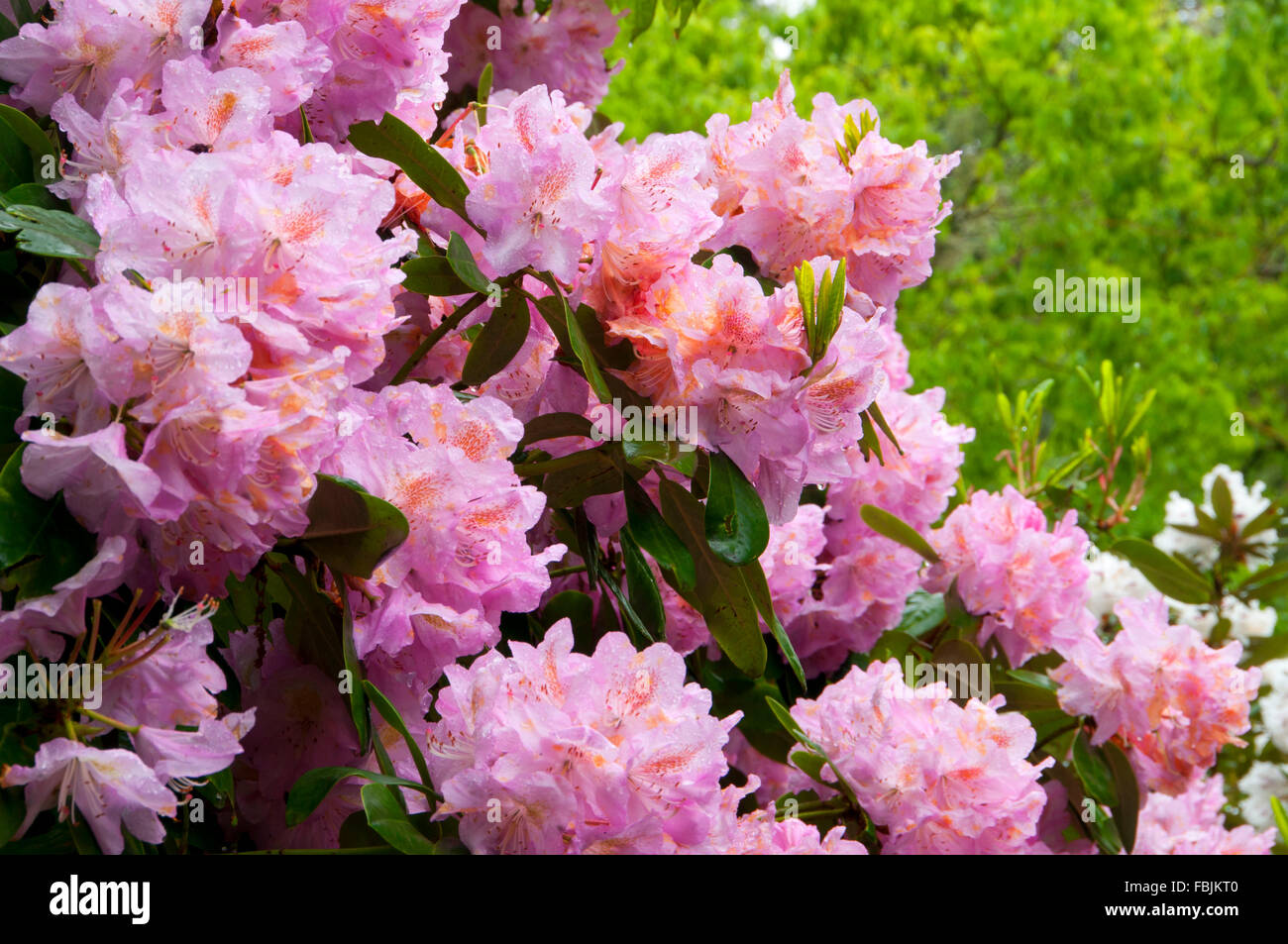 Rhododendron blossoms, Crystal Springs Rhododendron Gardens, Portland ...
