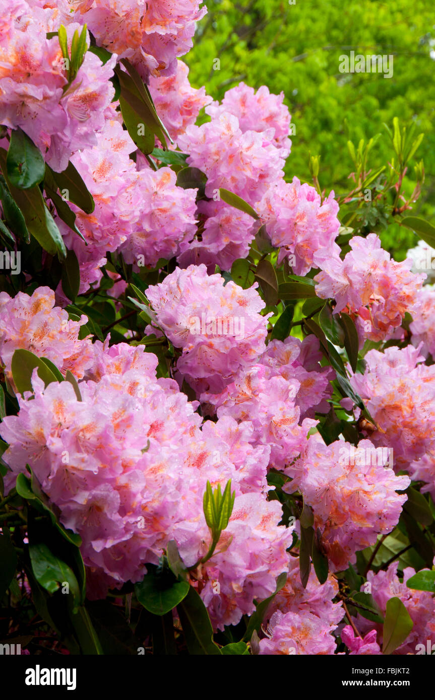 Crystal spring rhododendron garden hi-res stock photography and images ...