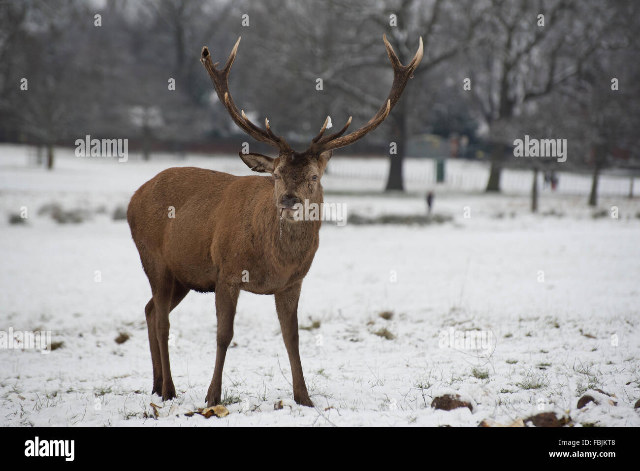 Red Deer Stag in Snow Stock Photo - Alamy