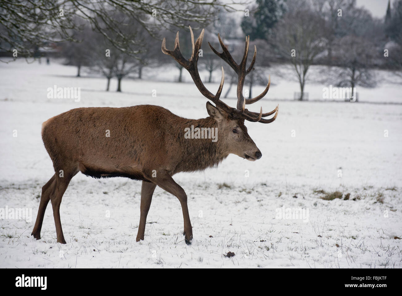 Stag in snow hi-res stock photography and images - Alamy