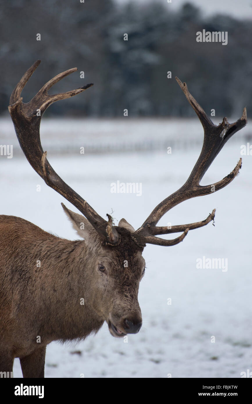 Red Deer Stag in Snow Stock Photo - Alamy