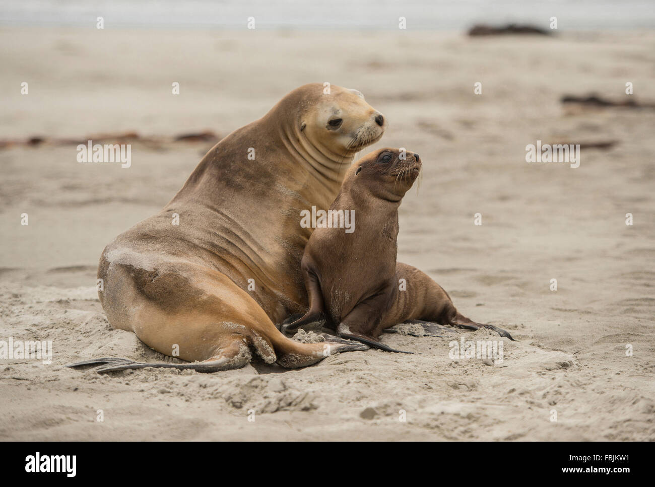 Sea Lion's on Otago Peninsula,Papanui Inlet, South Island, new Zealand ...
