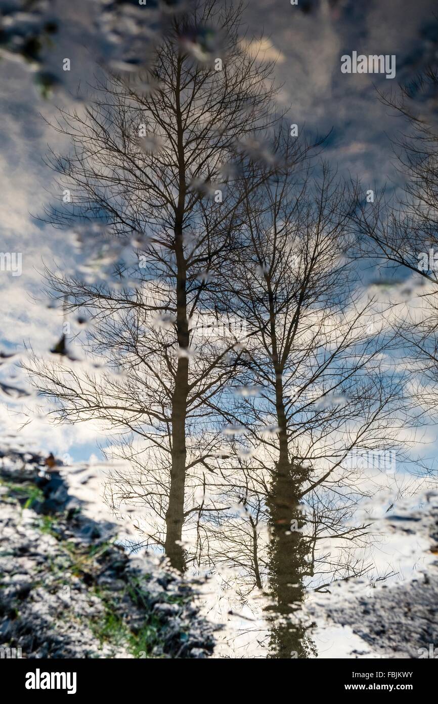 trees reflected in puddle Stock Photo - Alamy