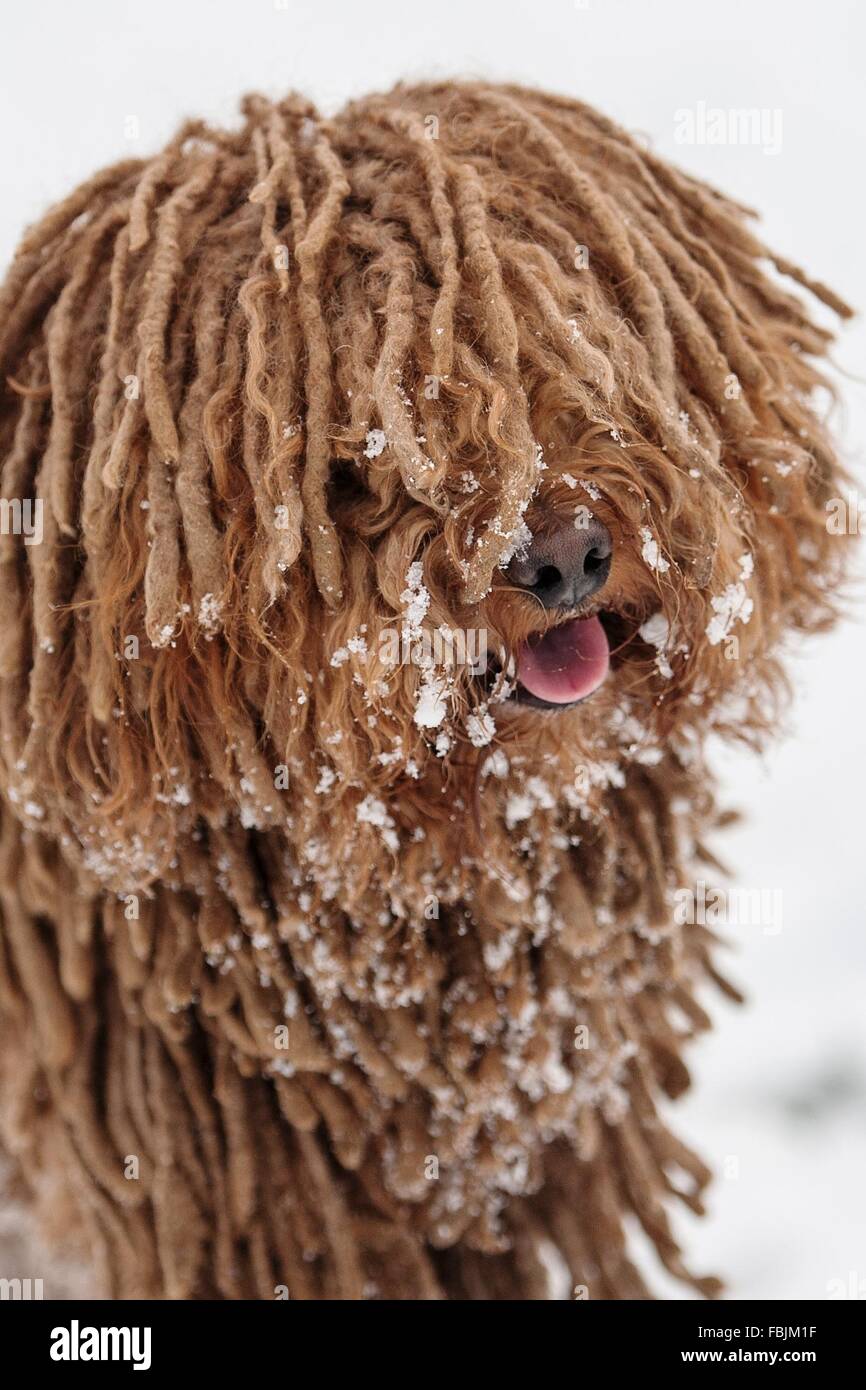 Beppo, a puli dog, walks across a snow-covered lawn in Berlin, Germany ...