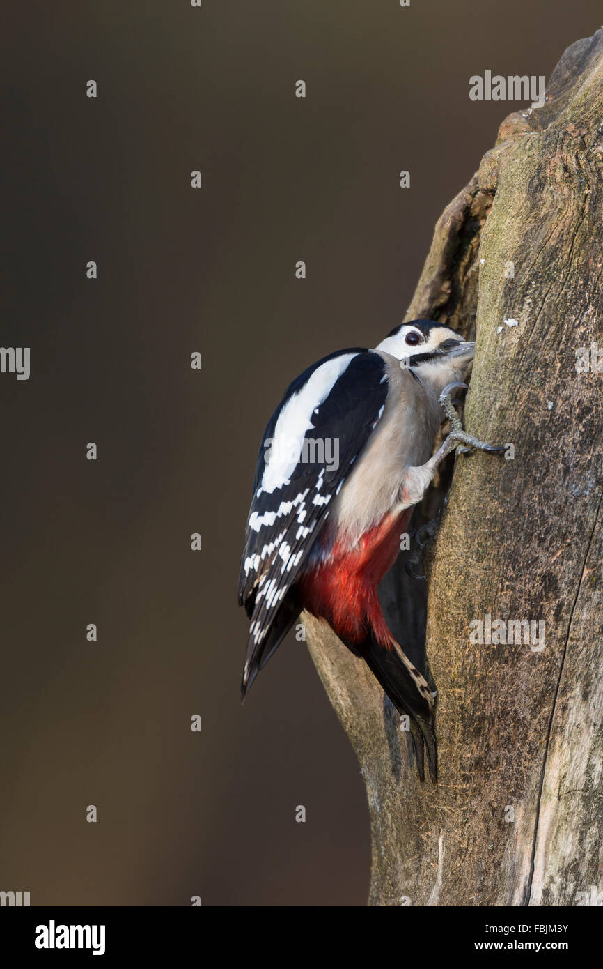 Great spotted woodpecker, male, Buntspecht, Männchen, Bunt-Specht ...