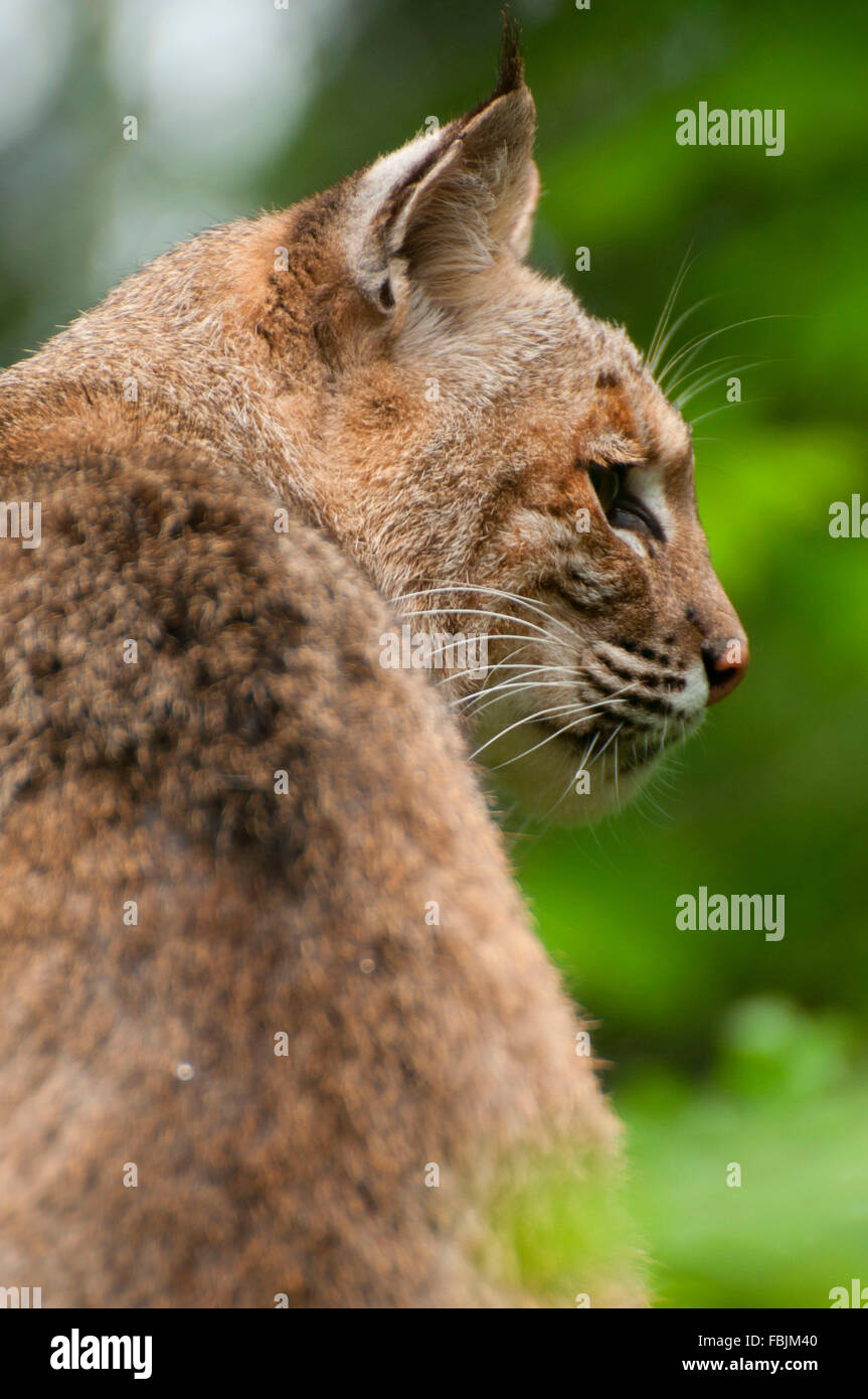 Bobcat, Oregon Zoo, Washington Park, Portland, Oregon Stock Photo - Alamy