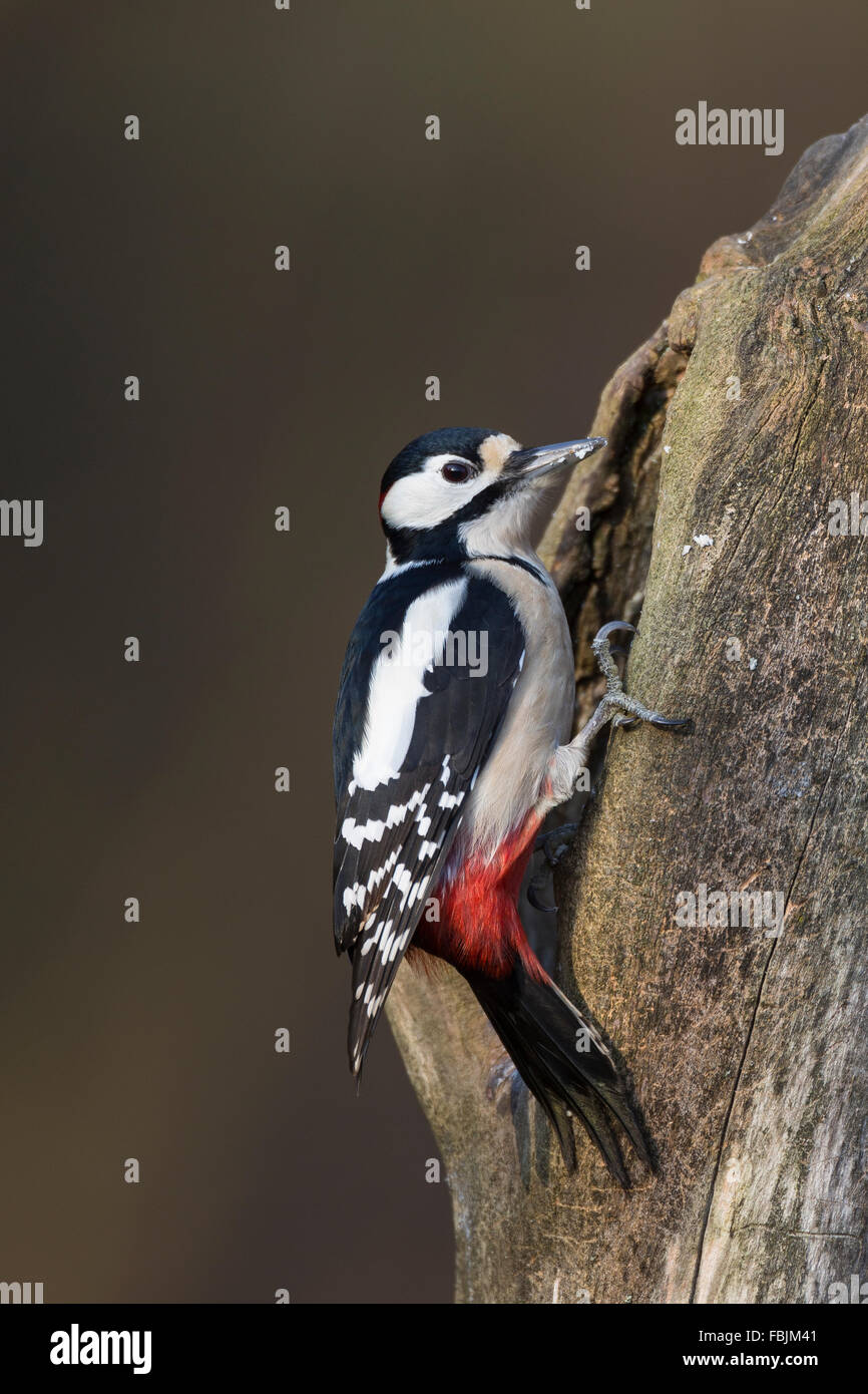 Great spotted woodpecker, male, Buntspecht, Männchen, Bunt-Specht ...