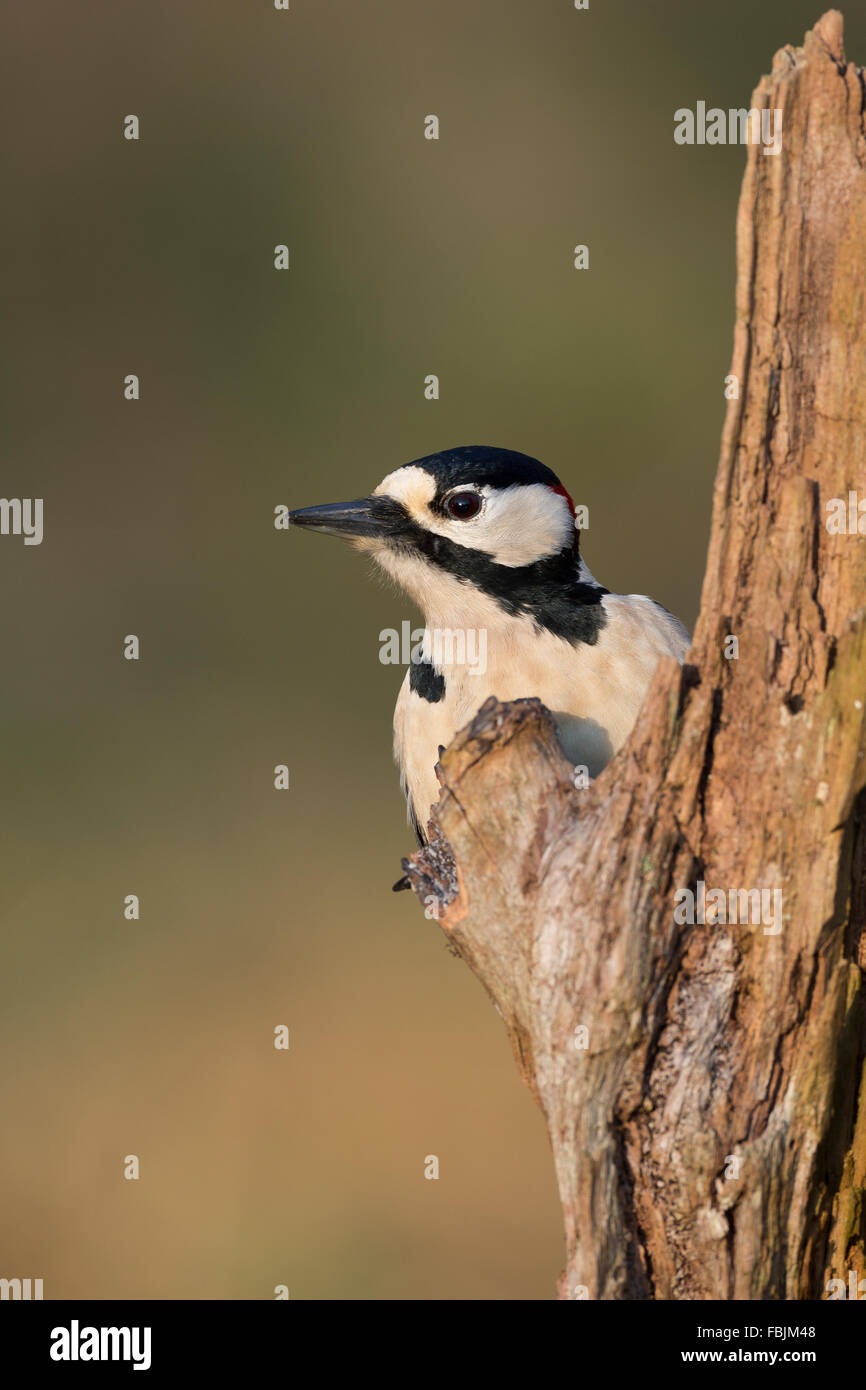 Great spotted woodpecker, male, Buntspecht, Männchen, Bunt-Specht ...