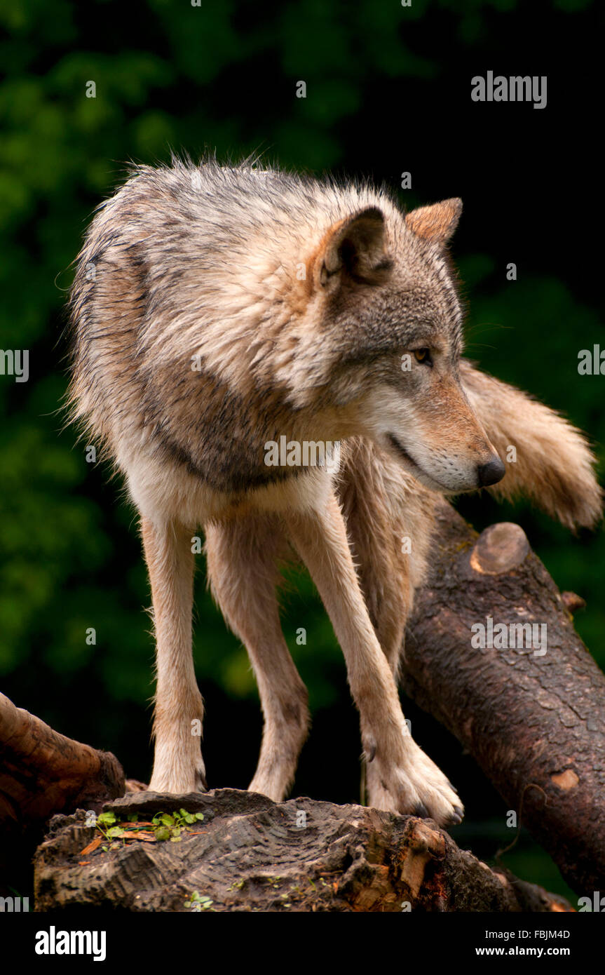 Timber wolf, Oregon Zoo, Washington Park, Portland, Oregon Stock Photo ...