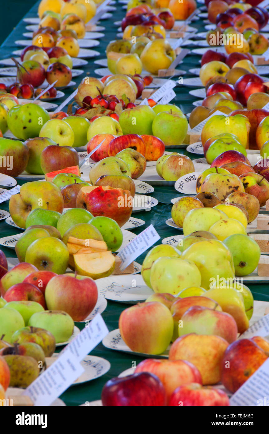 Apple samples, Home Orchard Society All About Fruit Show, Washington ...