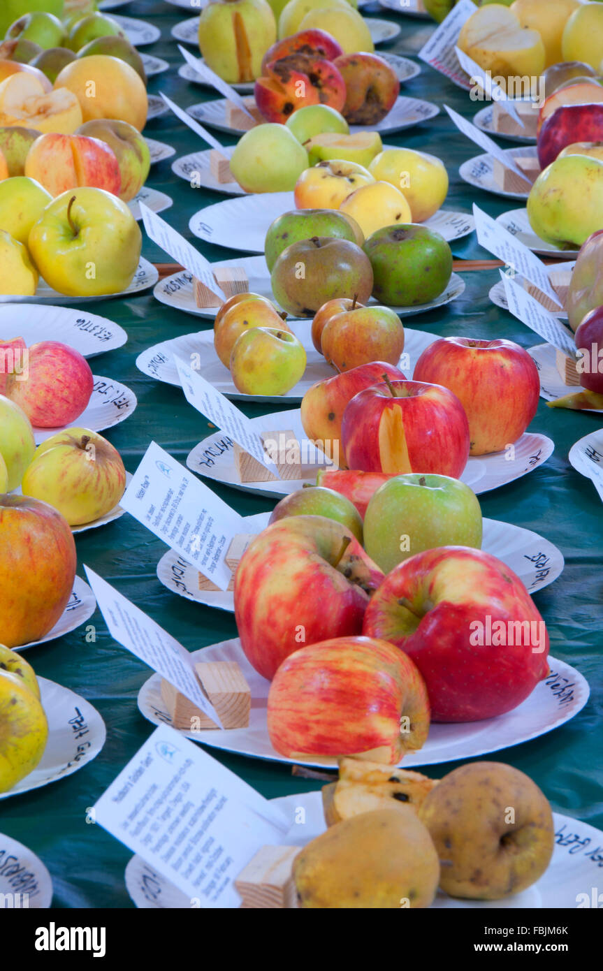 Apple samples, Home Orchard Society All About Fruit Show, Washington ...