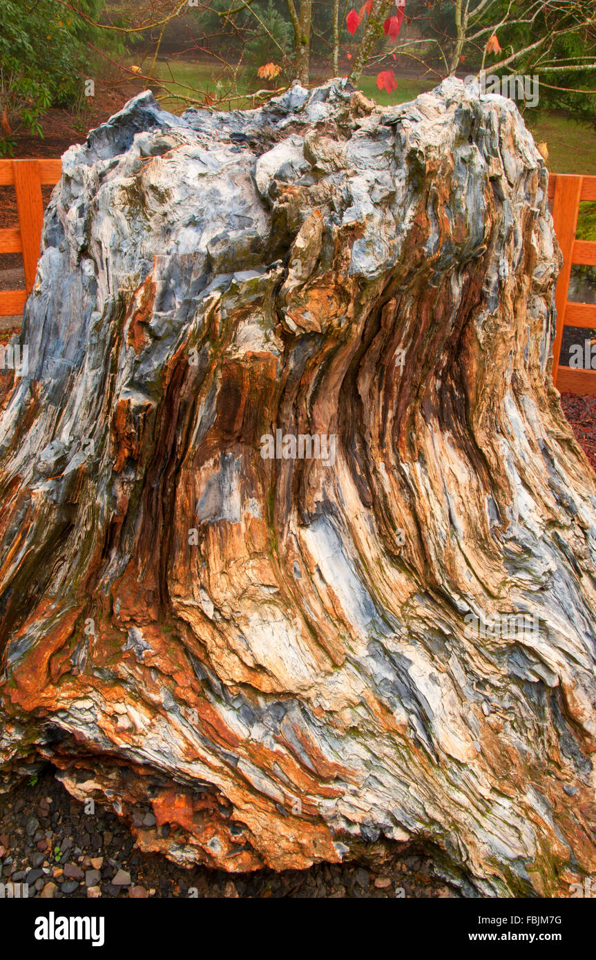 Giant sequoia petrified stump, World Forestry Center, Washington Park ...
