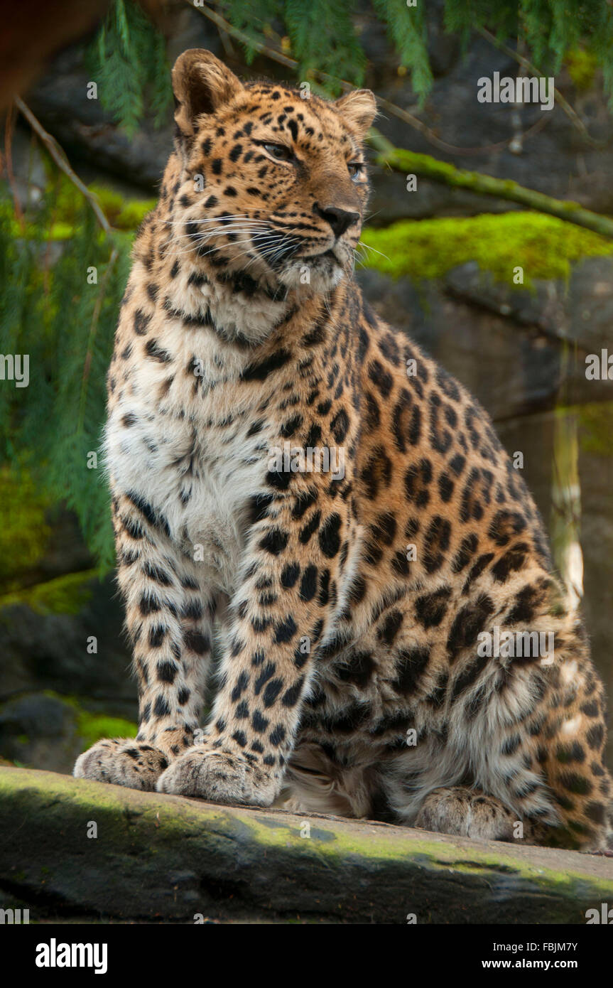 Amur leopard (Panthera pardus), Oregon Zoo, Washington Park, Portland ...