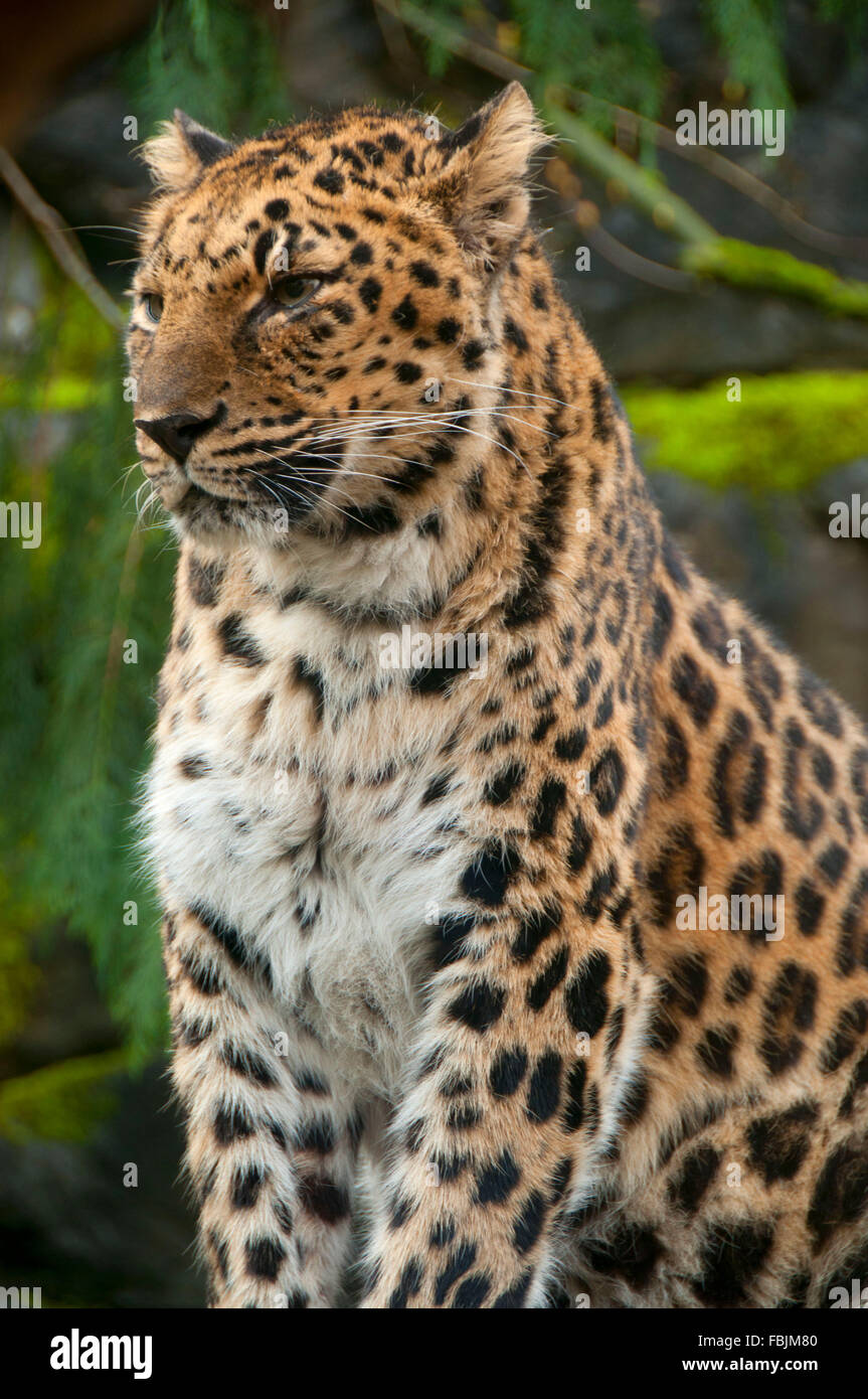 Amur leopard (Panthera pardus), Oregon Zoo, Washington Park, Portland ...