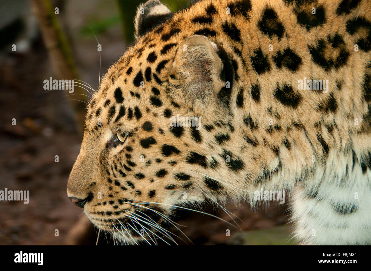 Amur leopard (Panthera pardus), Oregon Zoo, Washington Park, Portland ...