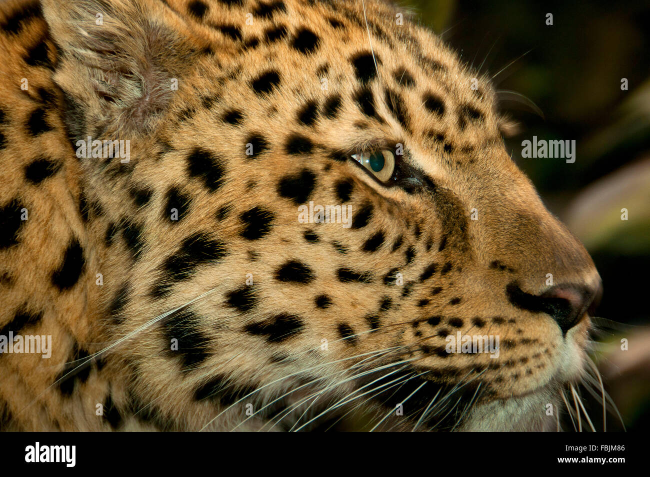 Amur leopard (Panthera pardus), Oregon Zoo, Washington Park, Portland ...