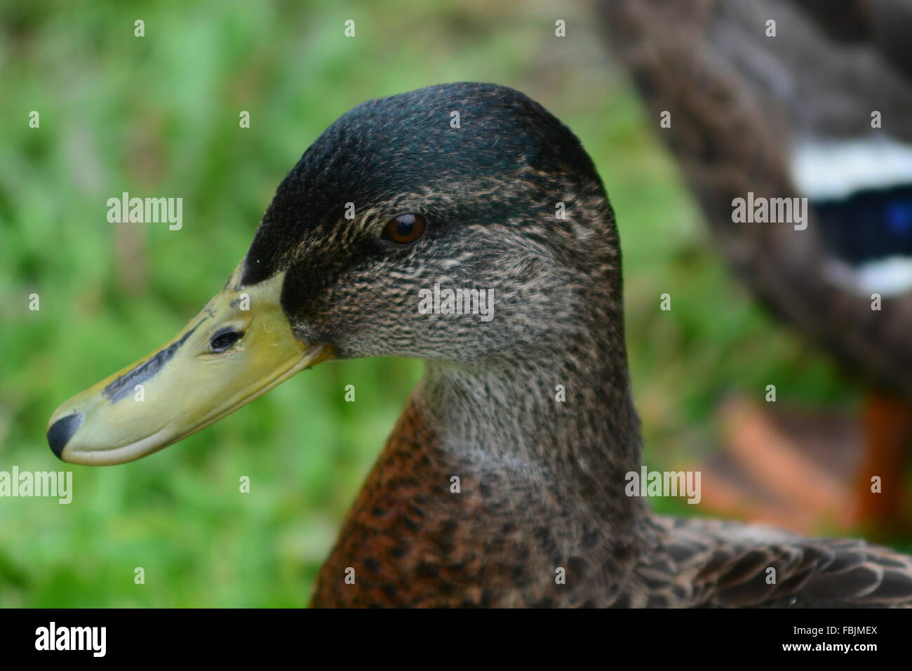 Mallard head hi-res stock photography and images - Alamy