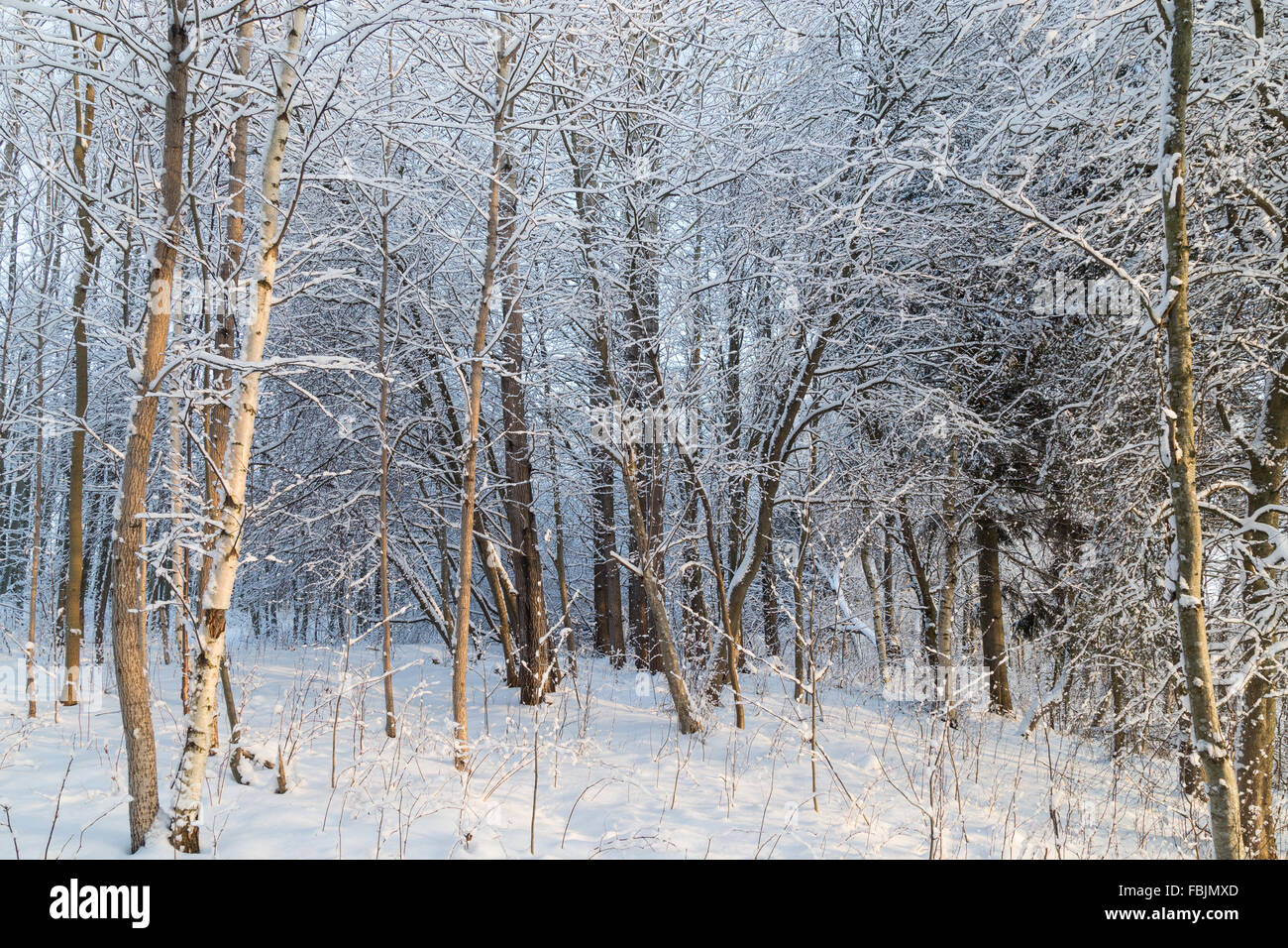 Snowy trees in a forest at a sunny day in Finland in the winter Stock ...