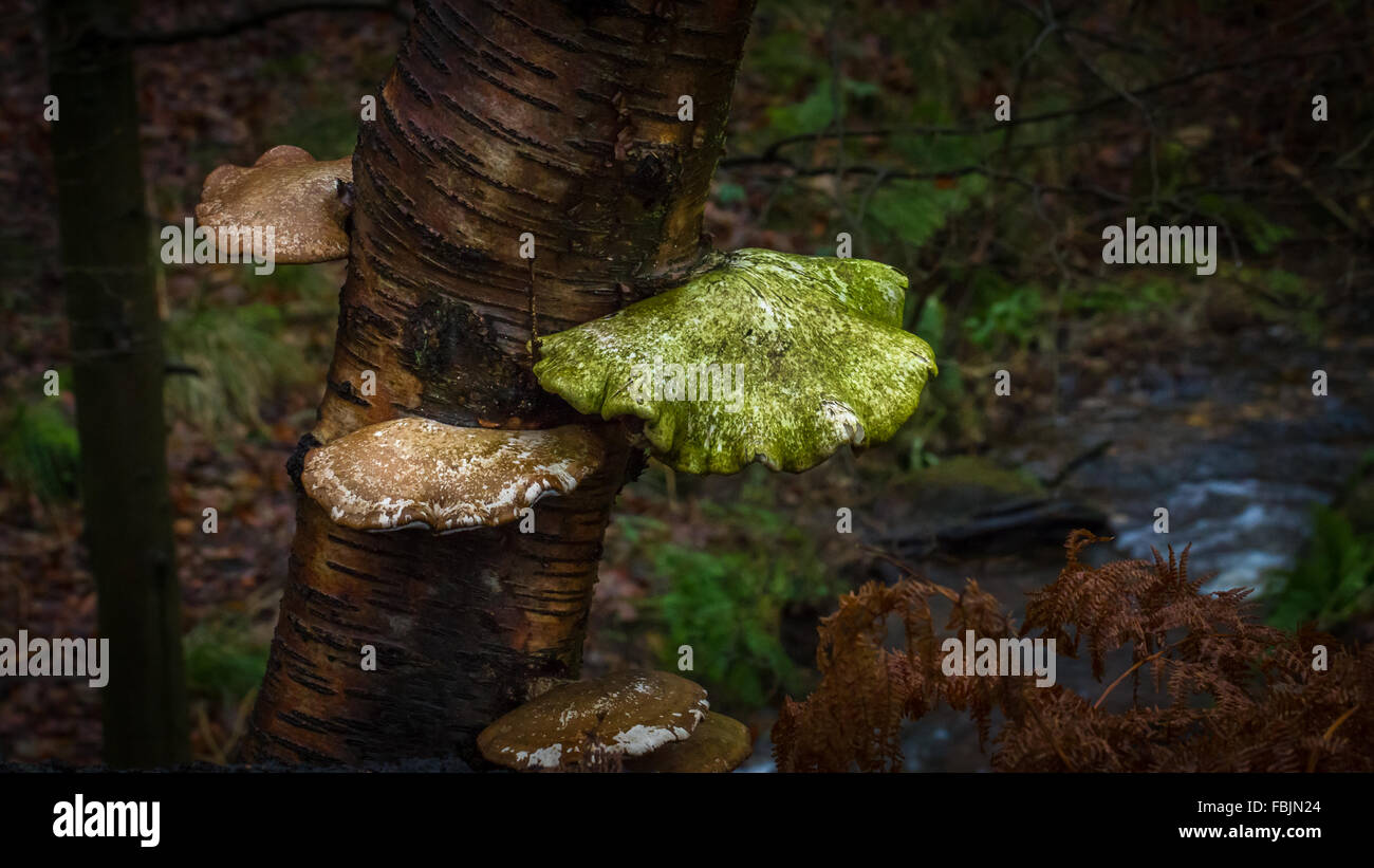 Birch Polypore fungus (Piptoporus betulinus) on a birch tree, Yorkshire ...