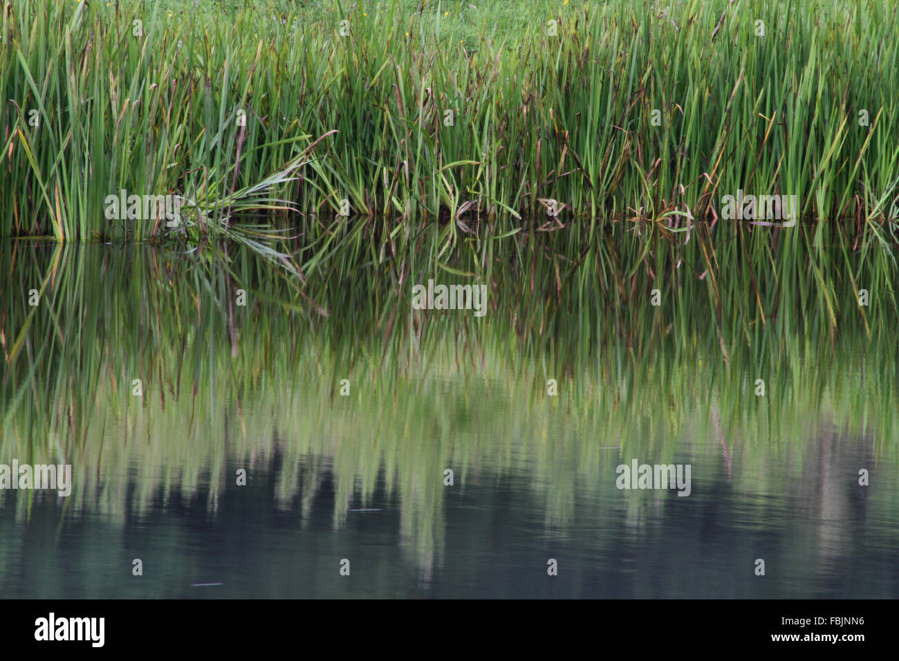 Reeds still water river hi-res stock photography and images - Alamy