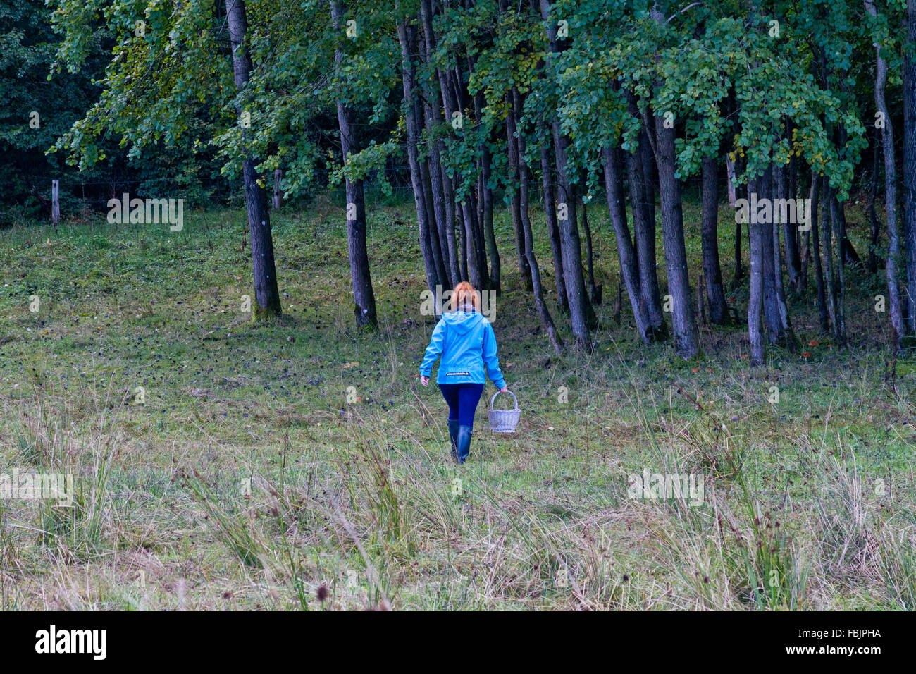 Rear view of woman in blue jacket walking toward clump of trees with a ...