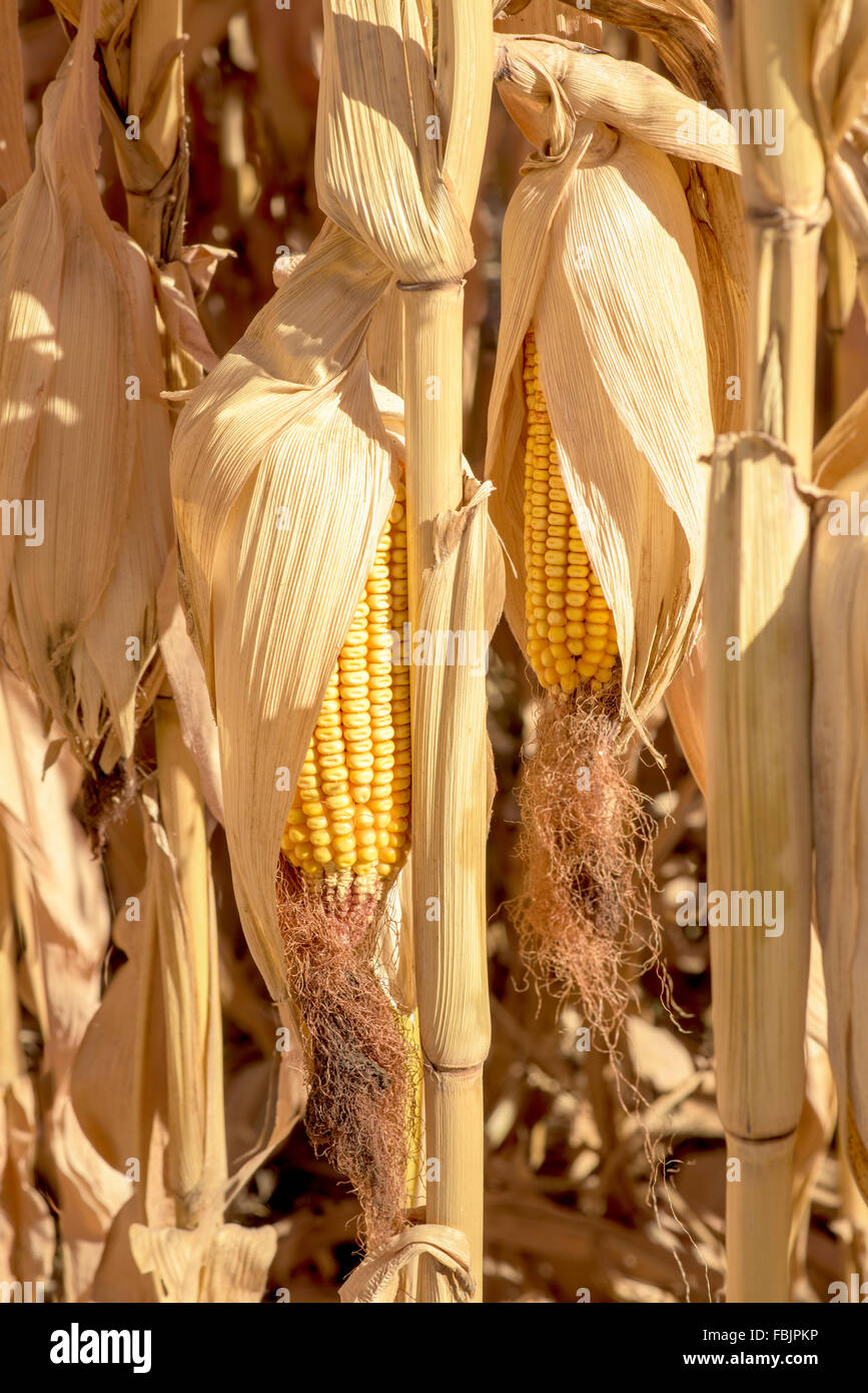 Silage corn hi-res stock photography and images - Alamy
