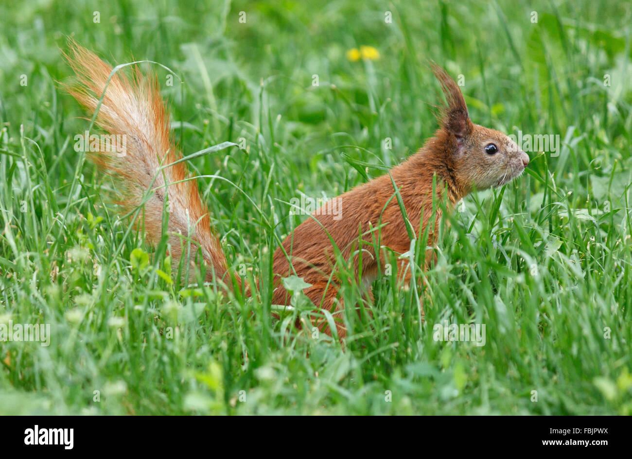 Close up wild green grass hi-res stock photography and images - Alamy
